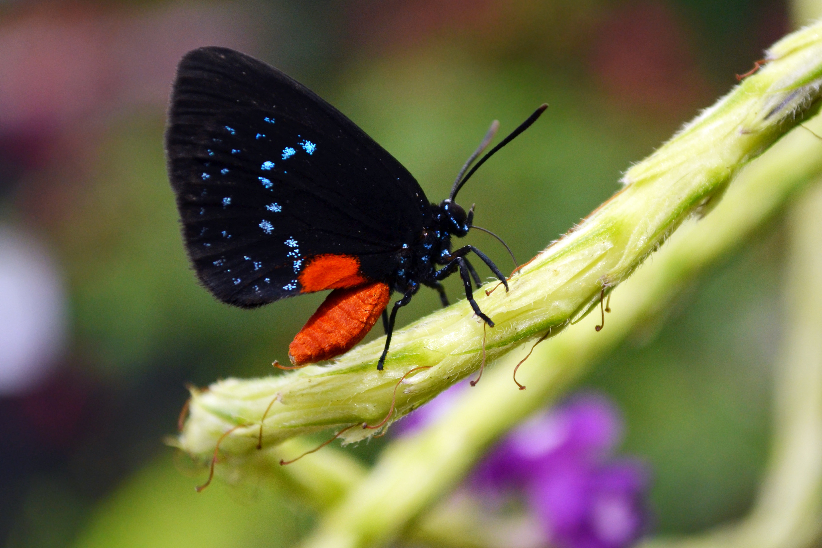 Gracie Oaks Atala Butterfly | Wayfair