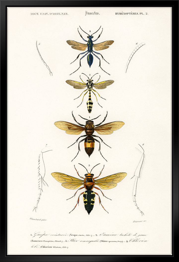 ATX Art Group LLC Natural History - Different Types Of Wasps by Stanley ...