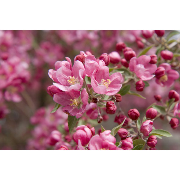 Latitude Run Stangland Crab Apple Tree Bloom - Wrapped Canvas Print ...