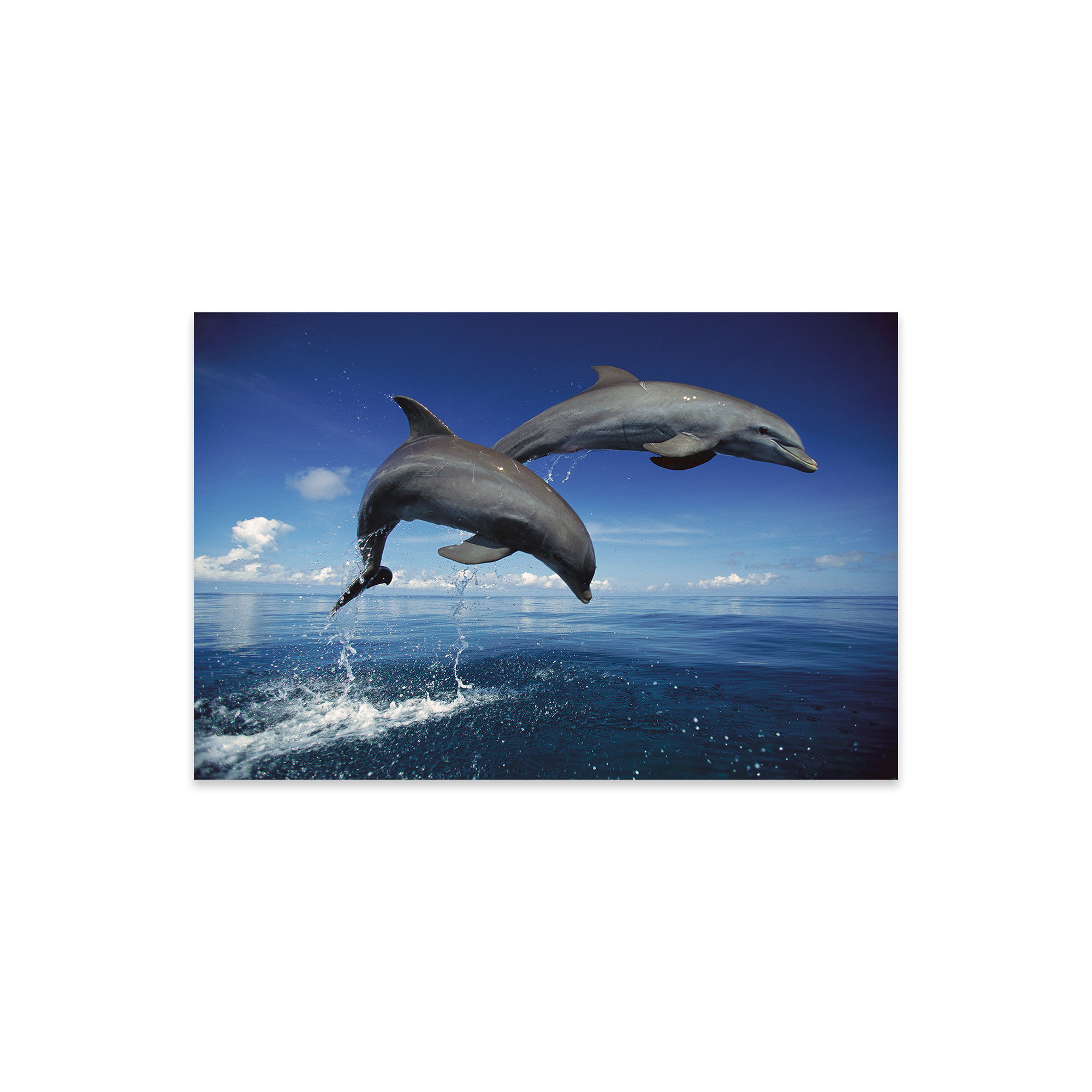 Dovecove Chas Bottlenose Dolphin Pair Jumping, Caribbean On Plastic ...