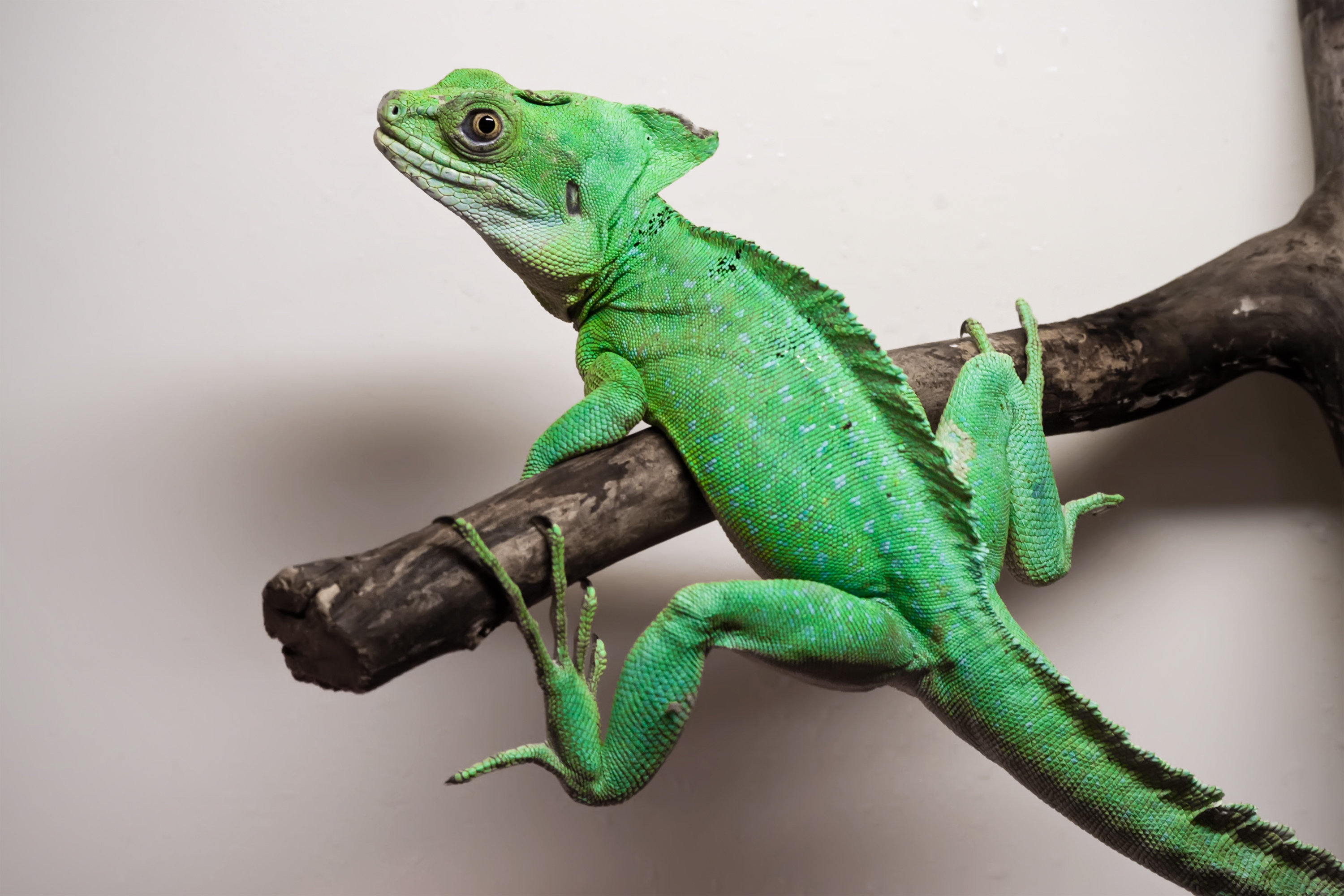 Ebern Designs Plumed Basilisk by Isailorr - Wrapped Canvas Photograph ...