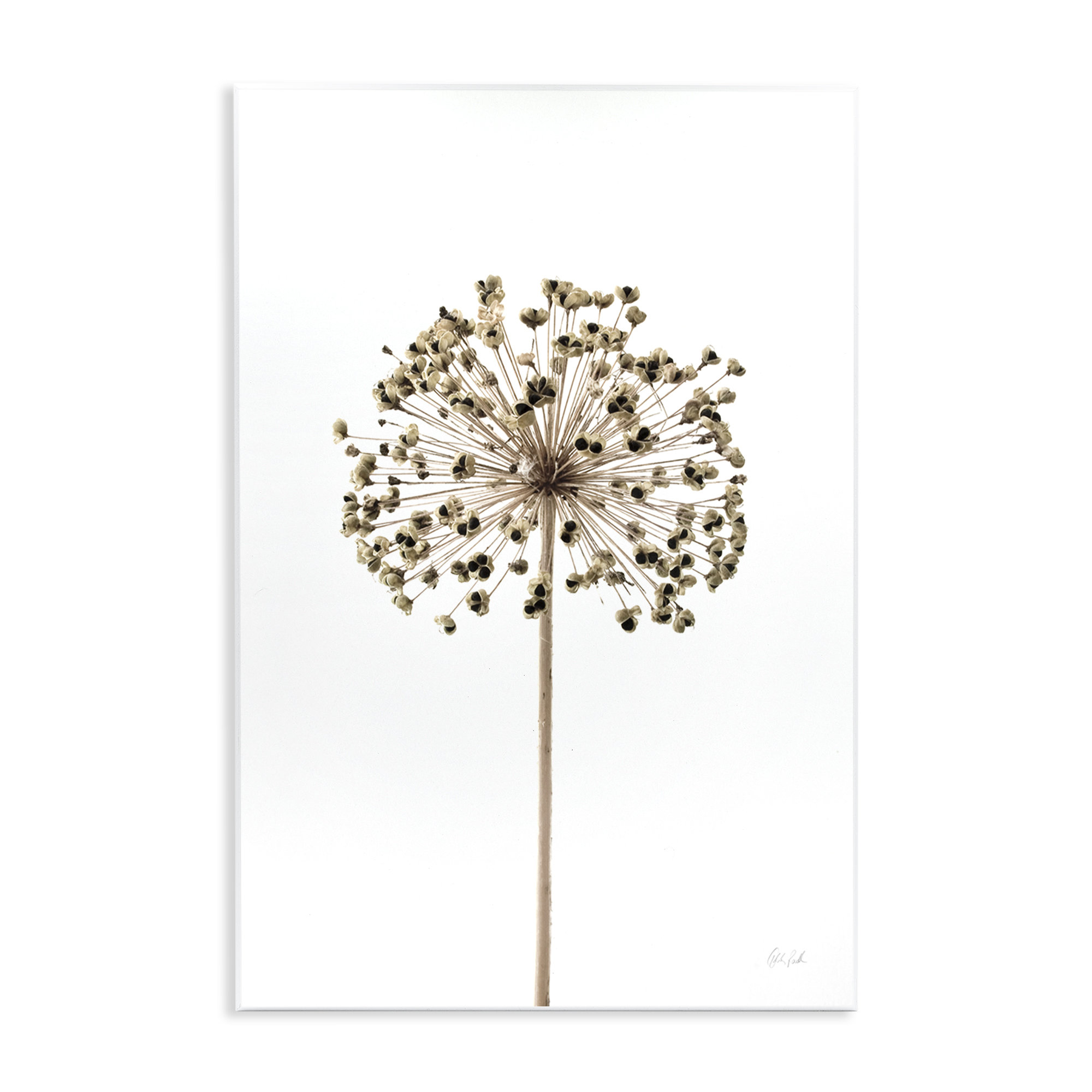 Ebern Designs Minimal Allium Bud Wall Plaque Art by Deborah Revell ...
