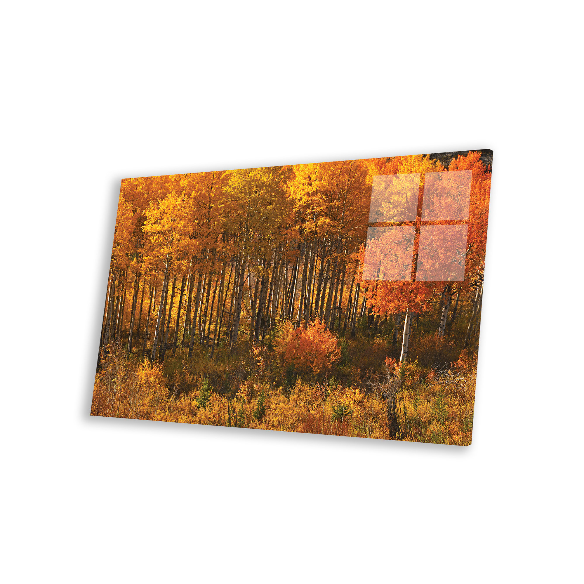Millwood Pines Aspens On Chief Joseph Highway Print On Acrylic Glass ...