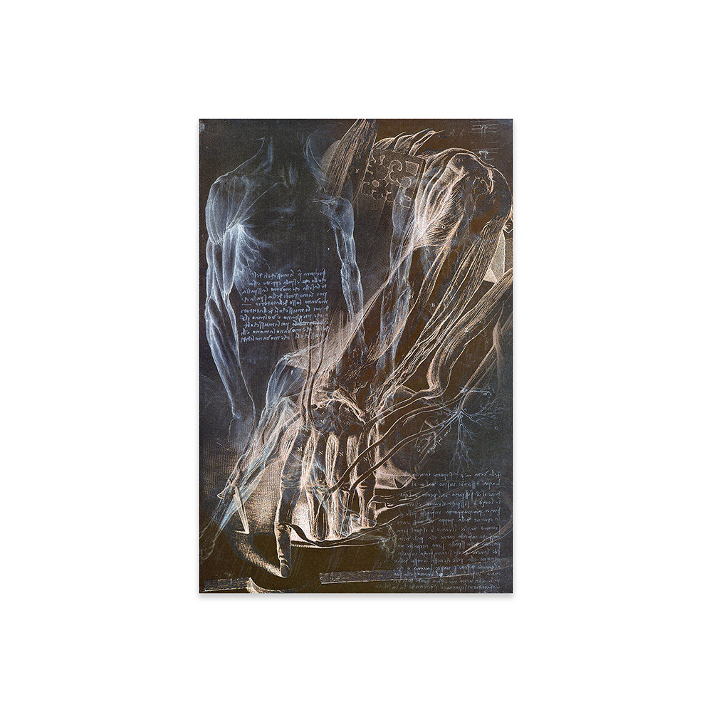 Trinx Anatomical Blueprint II On Plastic / Acrylic Painting - Wayfair ...