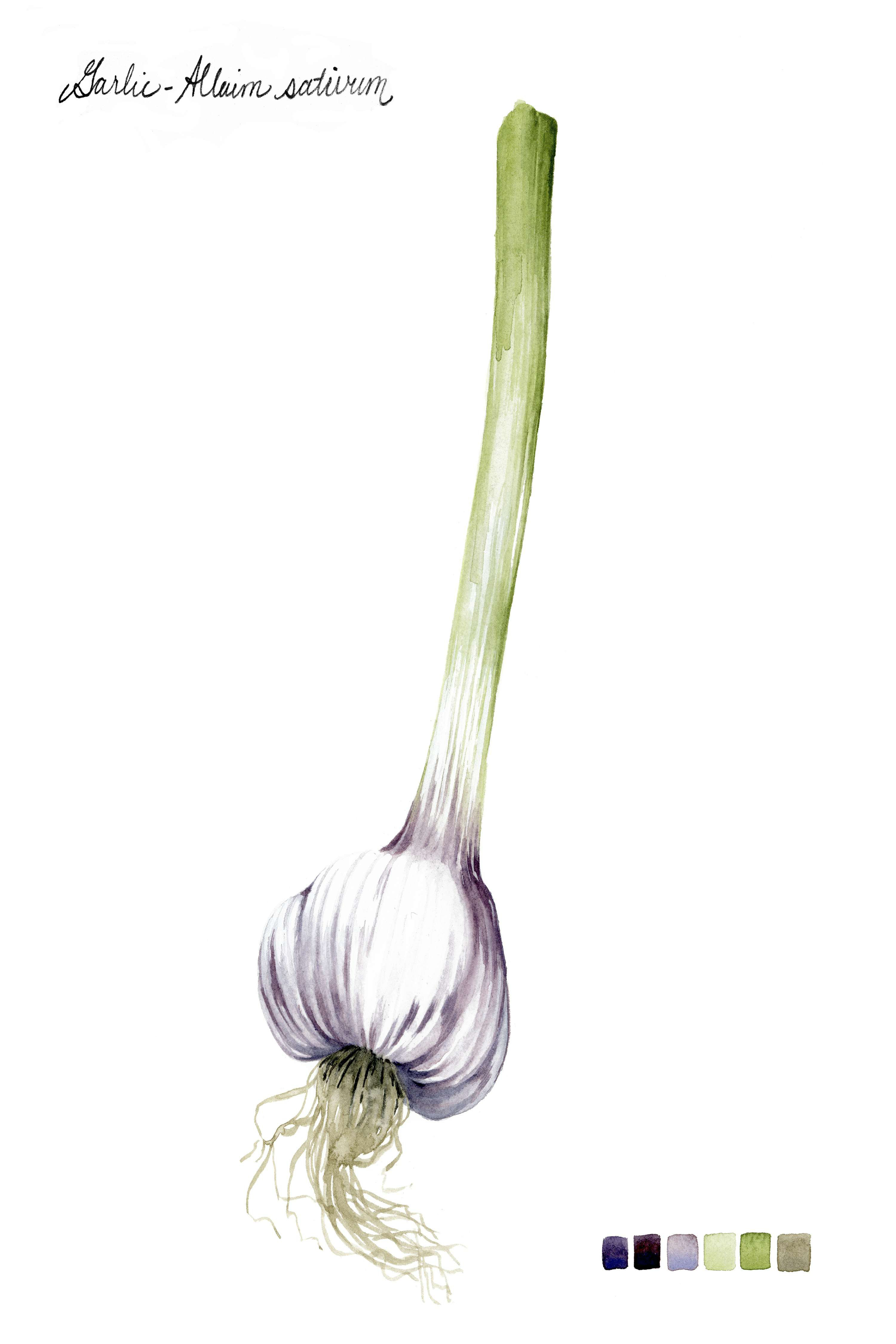 Rosalind Wheeler Root Vegetable I | Wayfair