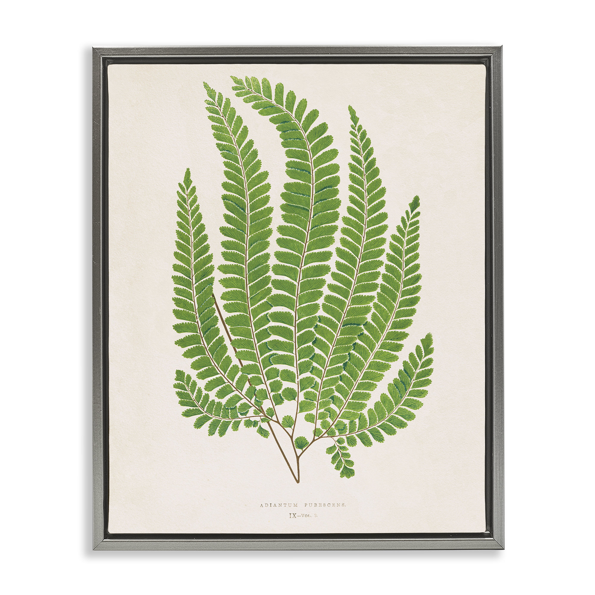 August Grove® Cottage Ferns Study Floating Frame, design by Phillipa ...
