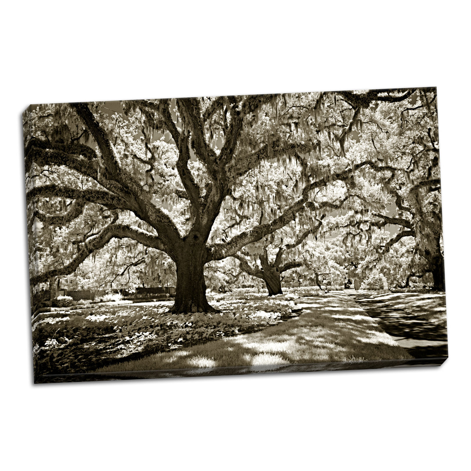 Winston Porter 'Plantation Walk I' Photographic Print on Wrapped Canvas ...