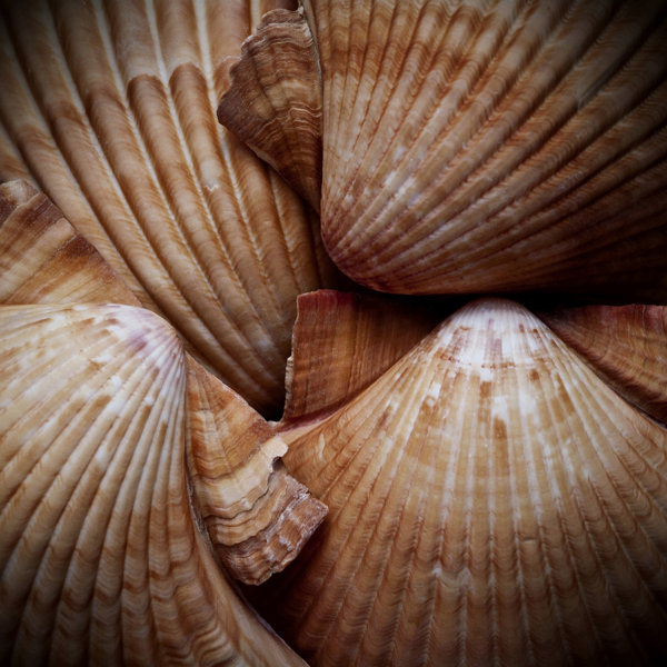 Highland Dunes Macro Shells VI | Wayfair.co.uk