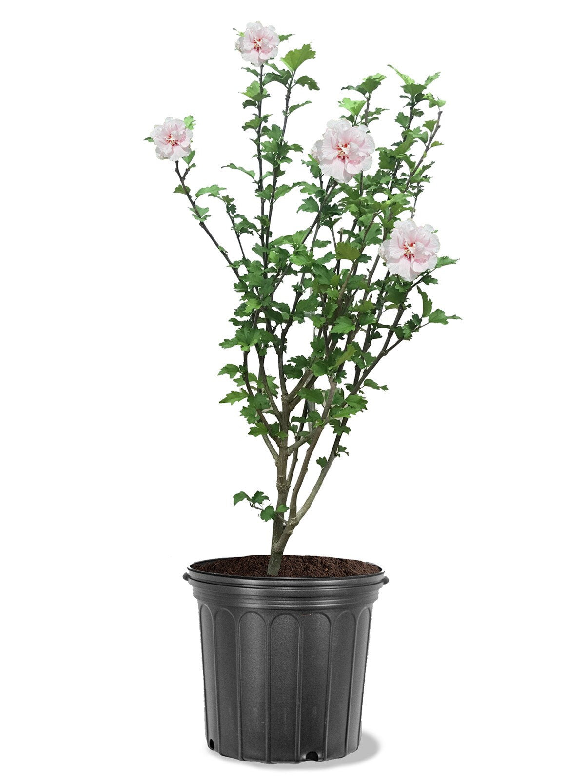 American Plant Exchange Live Flowering Hibiscus Althea Tree, Assorted ...