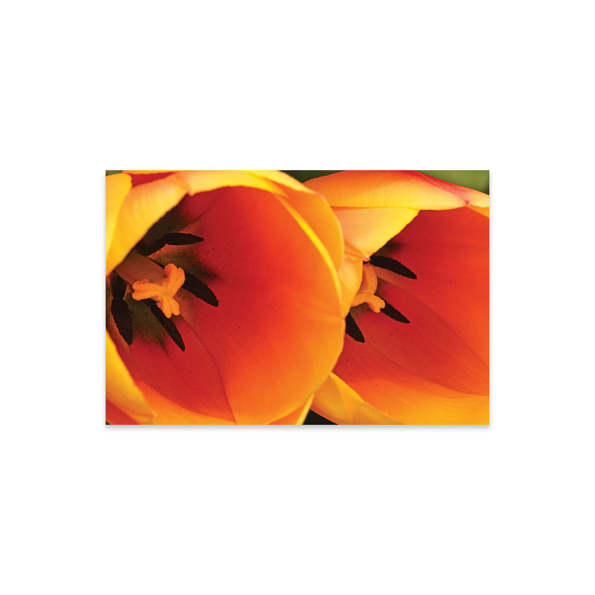 Ebern Designs " Orange Tulips Up Close " by Brian Wolf | Wayfair