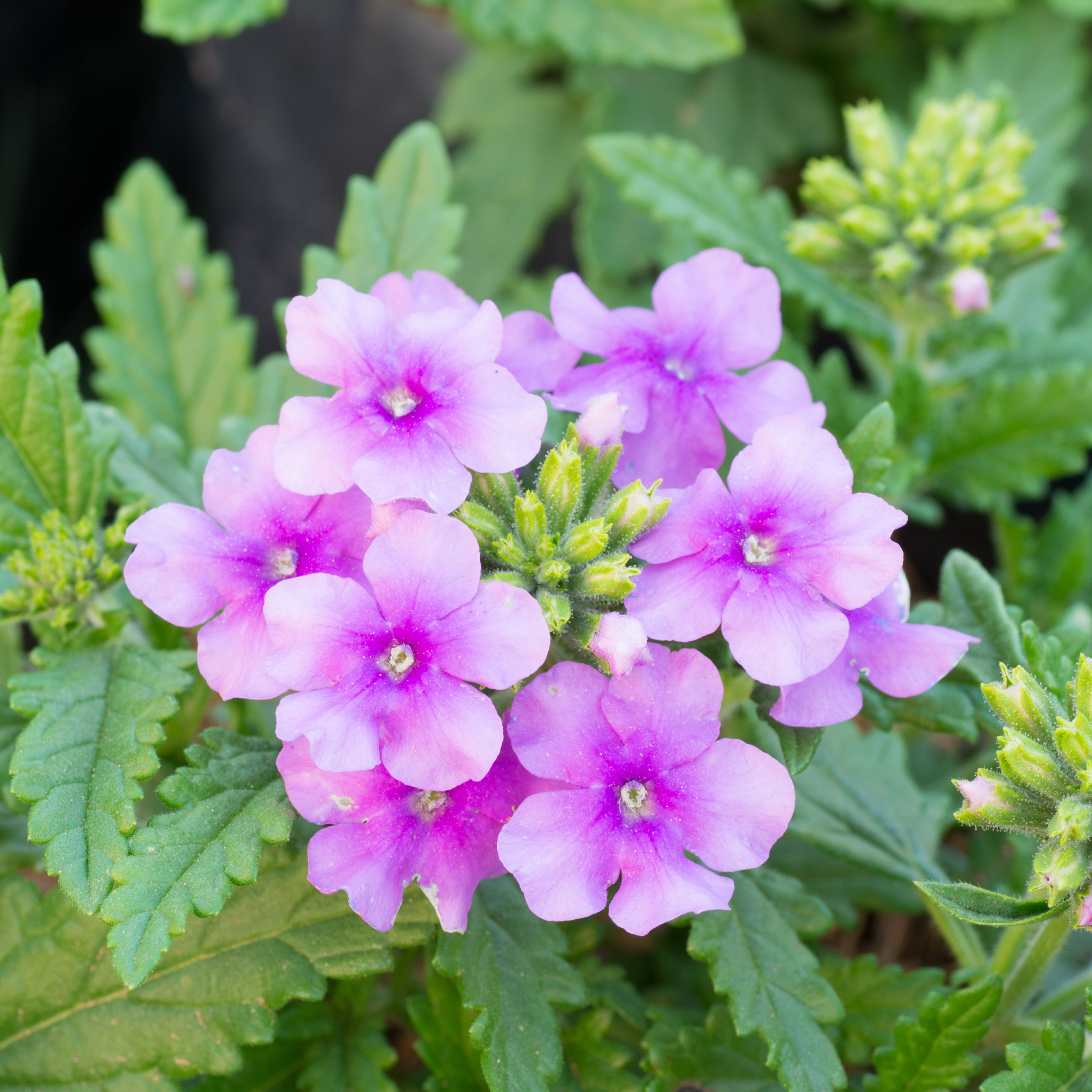 Ebern Designs Verbena Blooming in Garden - Wrapped Canvas Photograph ...