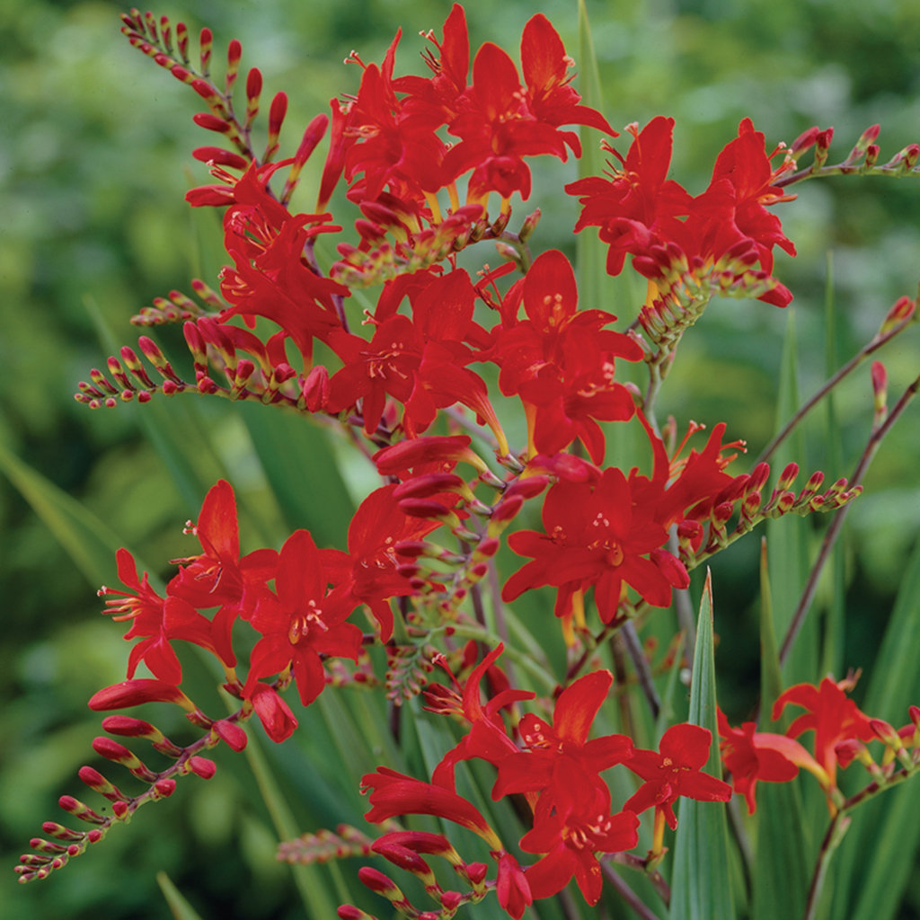 Van Zyverden Inc Live Crocosmia Lucifer Bulb & Reviews | Wayfair