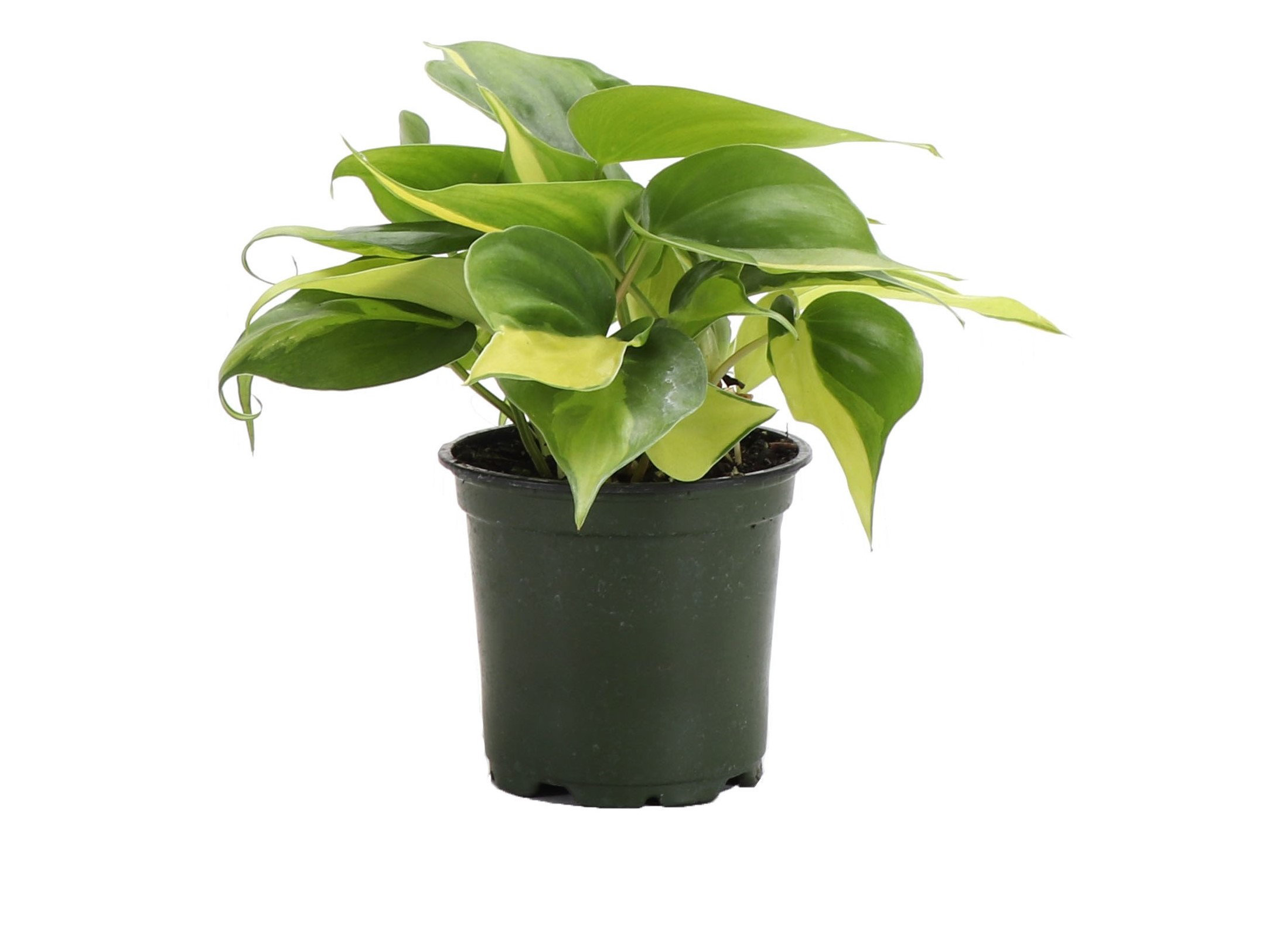 Thorsen's Greenhouse Live Brazil Philodendron Plant & Reviews | Perigold