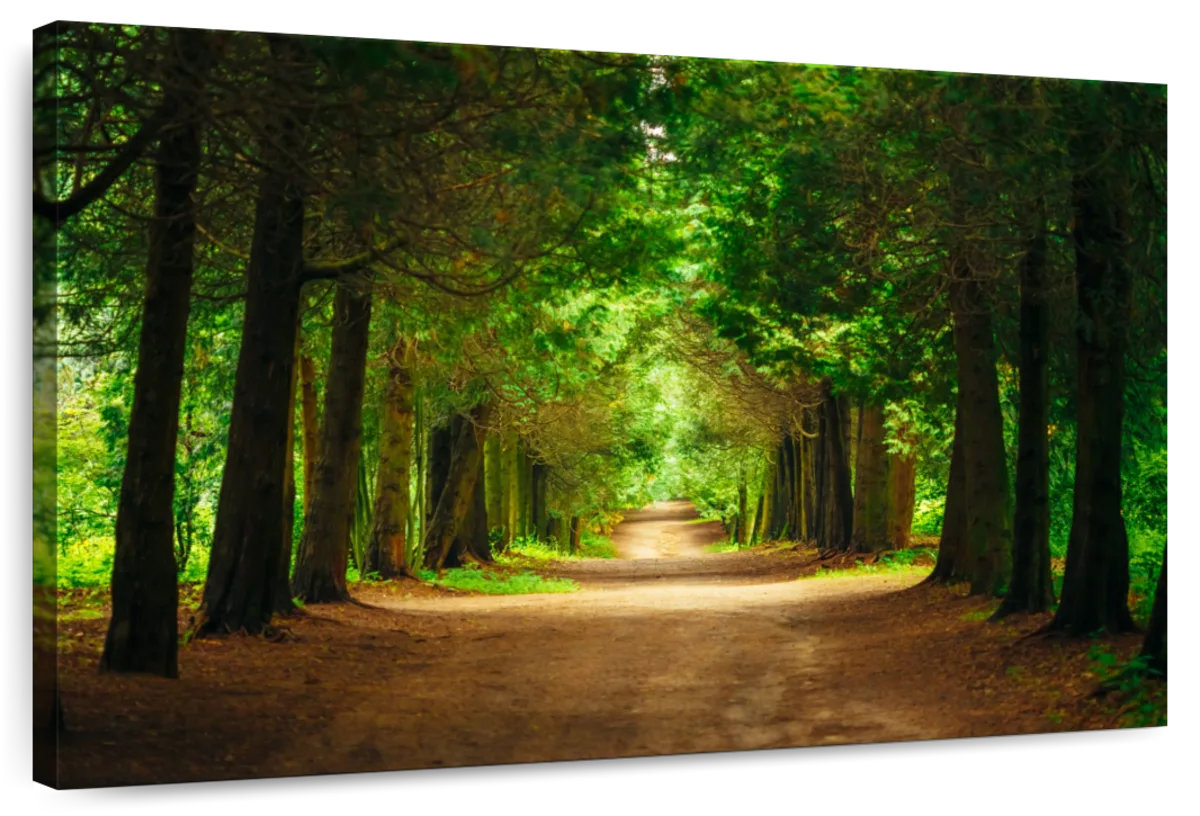 Elephant Stock Park Tunnel Trees | Wayfair