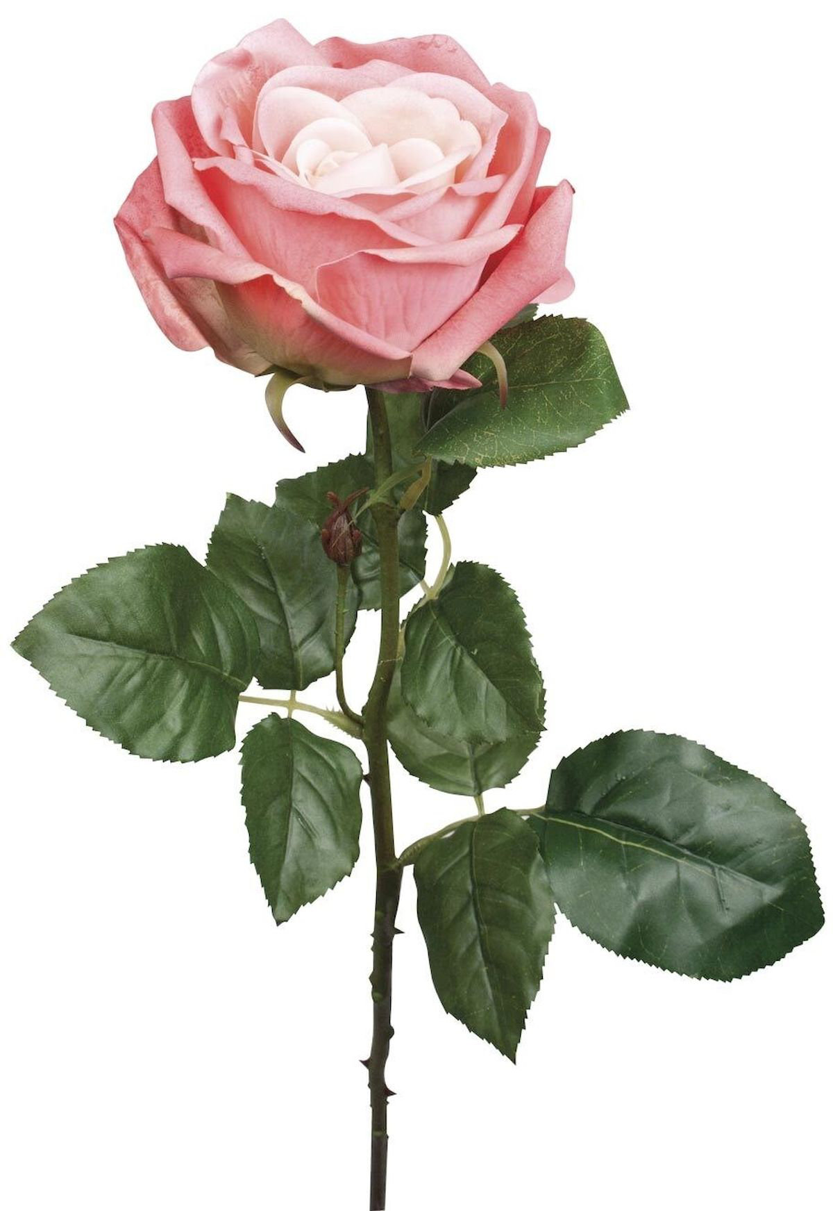 Primrue Roses Stem | Wayfair