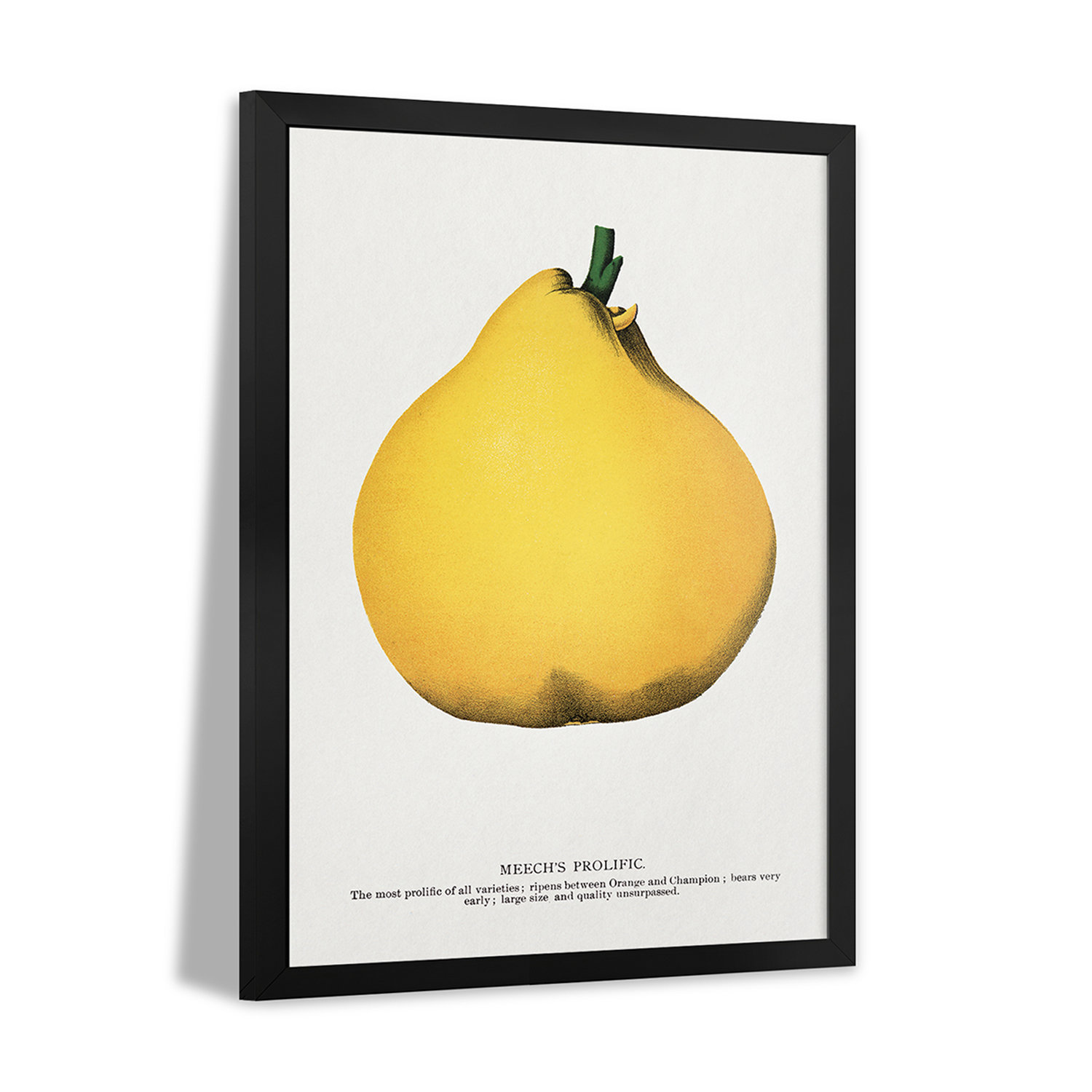 Latitude Run® Meech's Prolific Pear Lithograph - Wall Art Print ...