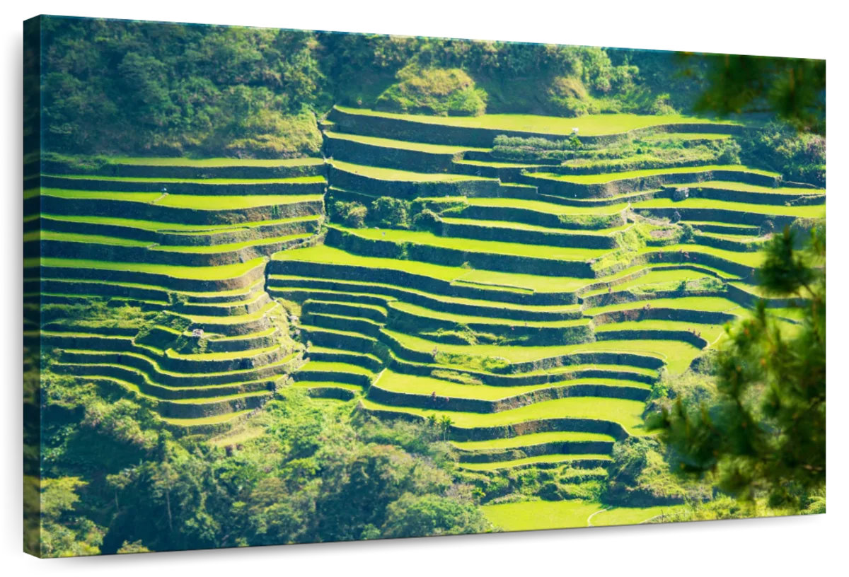 Millwood Pines Alvord Banawe Rice Terraces | Wayfair