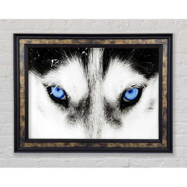 Bright Star Husky Dog Blues - Single Picture Frame Art Prints | Wayfair ...