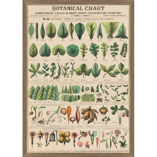 Wendover Art Group Botanical Chart " Botanical Chart 2 " by Nathan ...