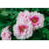 Ebern Designs Clayden Peonies by - Wrapped Canvas Photograph - Wayfair ...