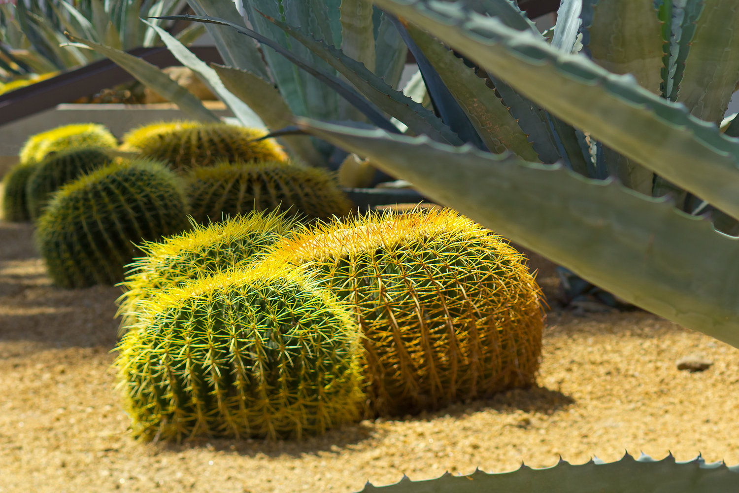 Union Rustic Coarse Desert Sand by Productimagepro - Wrapped Canvas ...