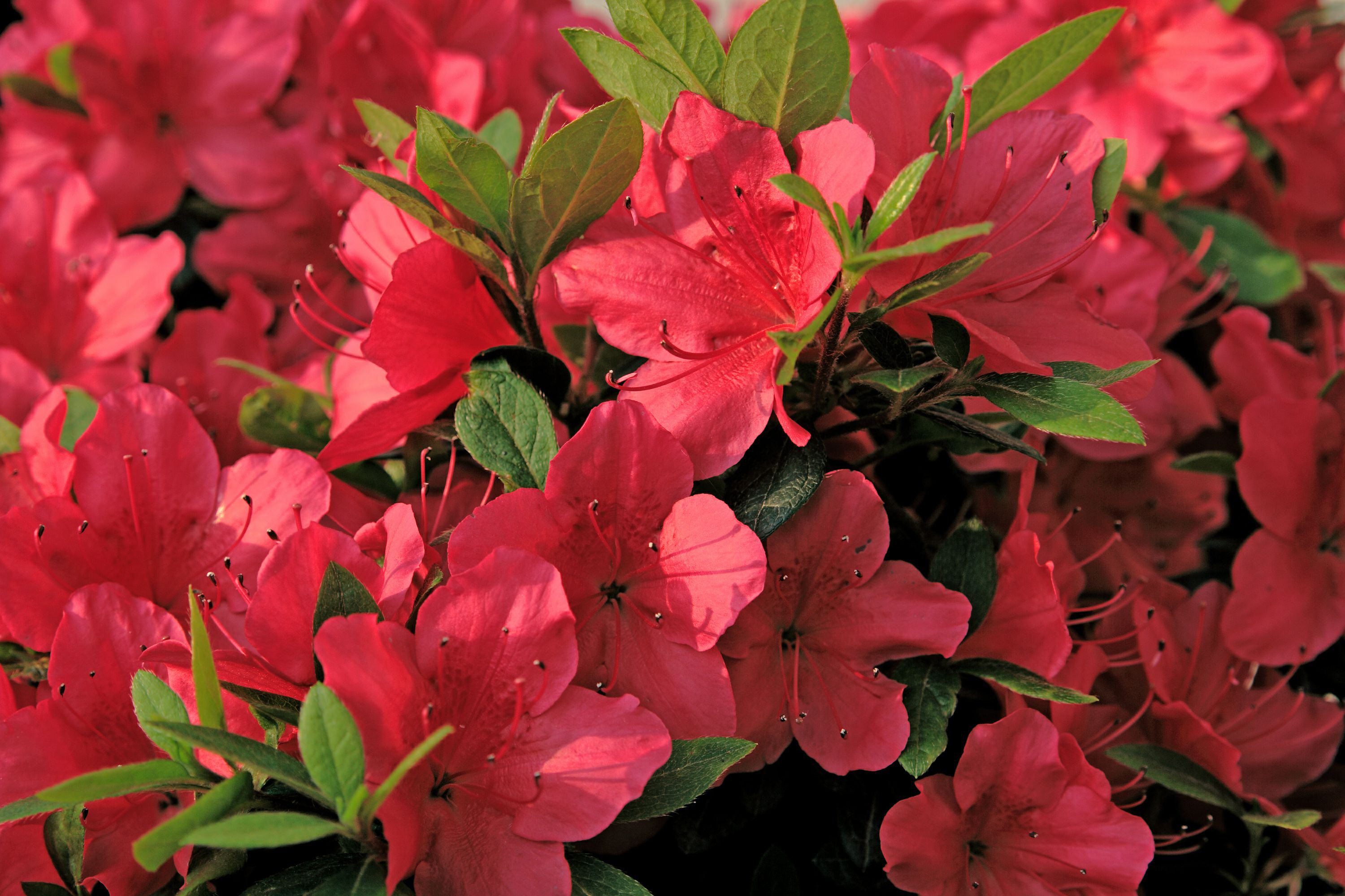 Ebern Designs Delandria Background Of Azaleas - Wrapped Canvas ...