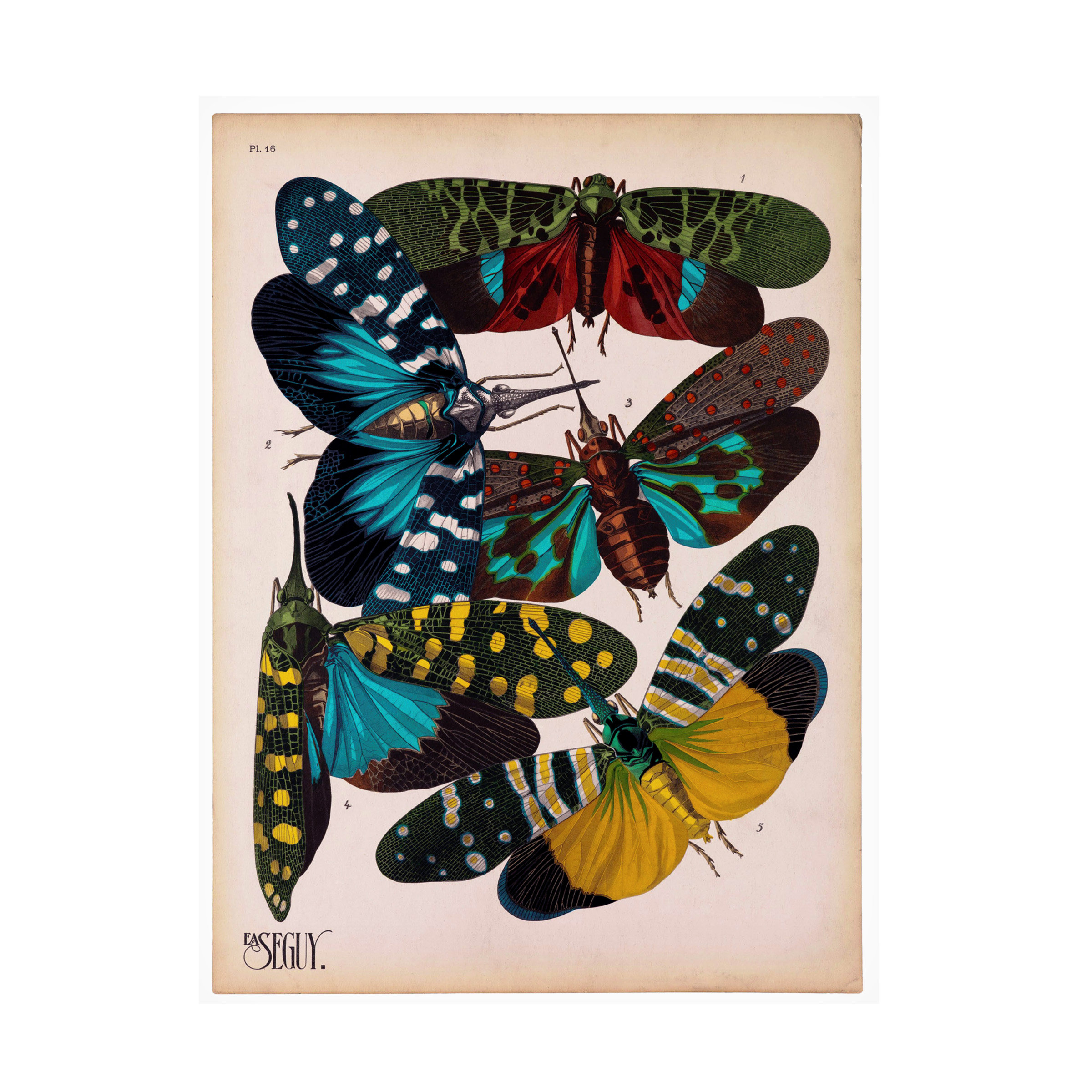 Winston Porter Insects Plate 8 On Canvas by Print Collection Print ...