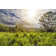 Alpen Home Australian Valley by Quirex - No Frame Print on Canvas ...