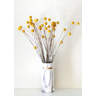 Primrue Preserved Billy Buttons Arrangement in Vase | Wayfair