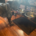 Tucker Murphy Pet™ Hamish Pyramid Double Diner & Reviews | Wayfair