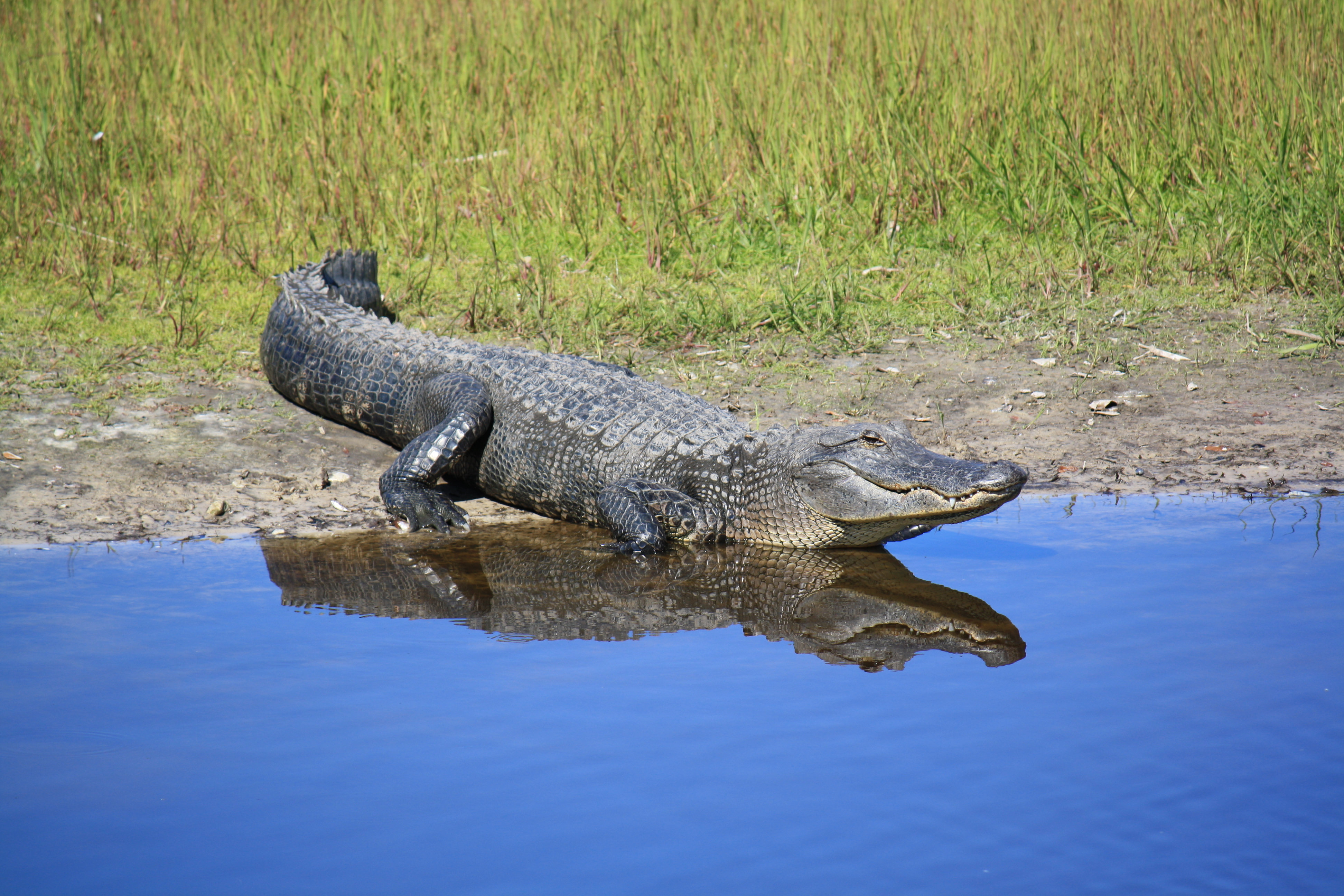 Rosecliff Heights Karrara Alligator On Canvas Photograph | Wayfair