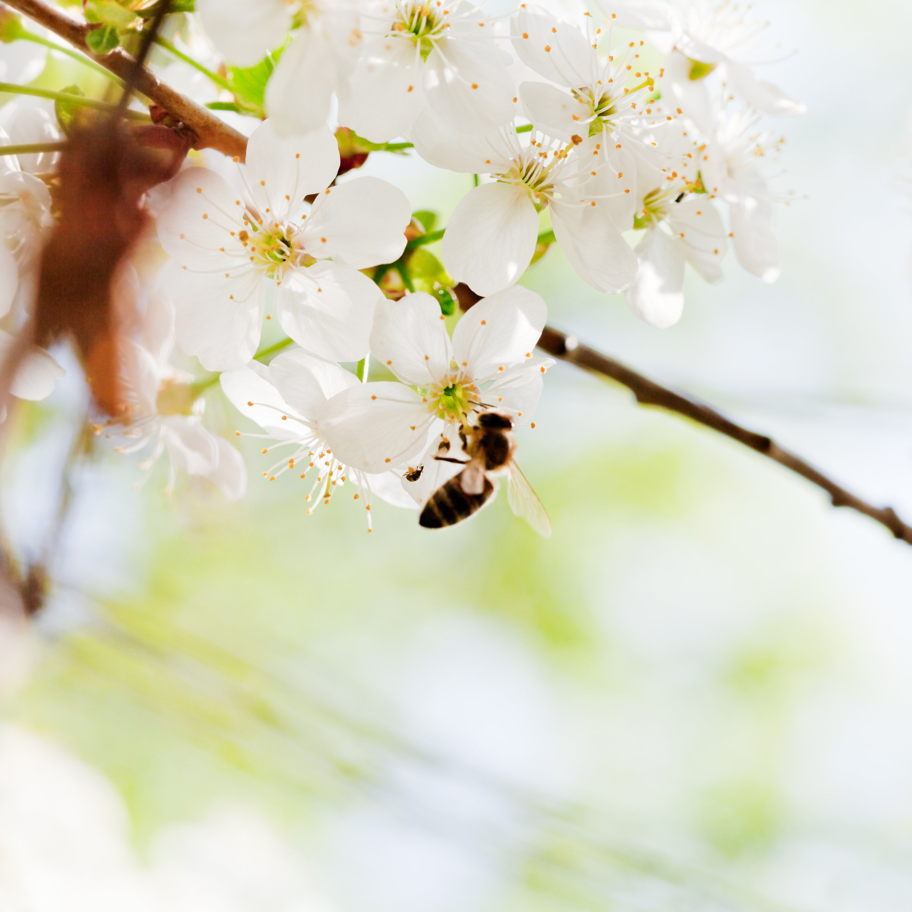 Orren Ellis Taevian Bee On Spring Blossoms On Canvas Photograph | Wayfair