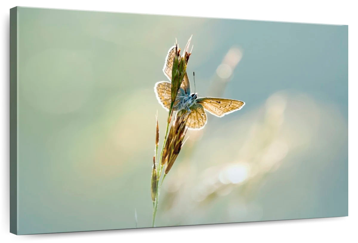 Elephant Stock Icarus Butterfly | Wayfair