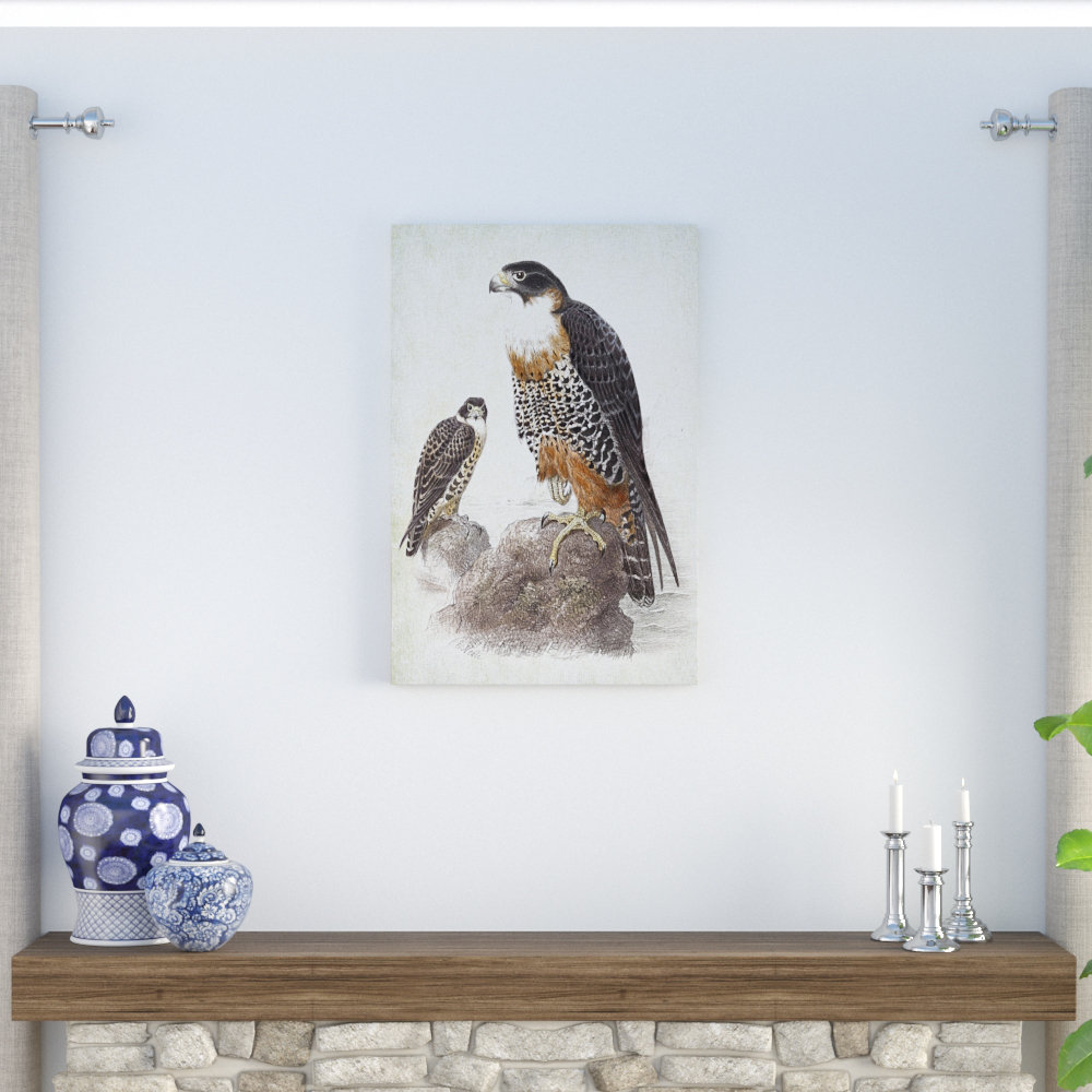 Darby Home Co 'Aviary Sketch XII' Graphic Art Print on Wrapped Canvas ...