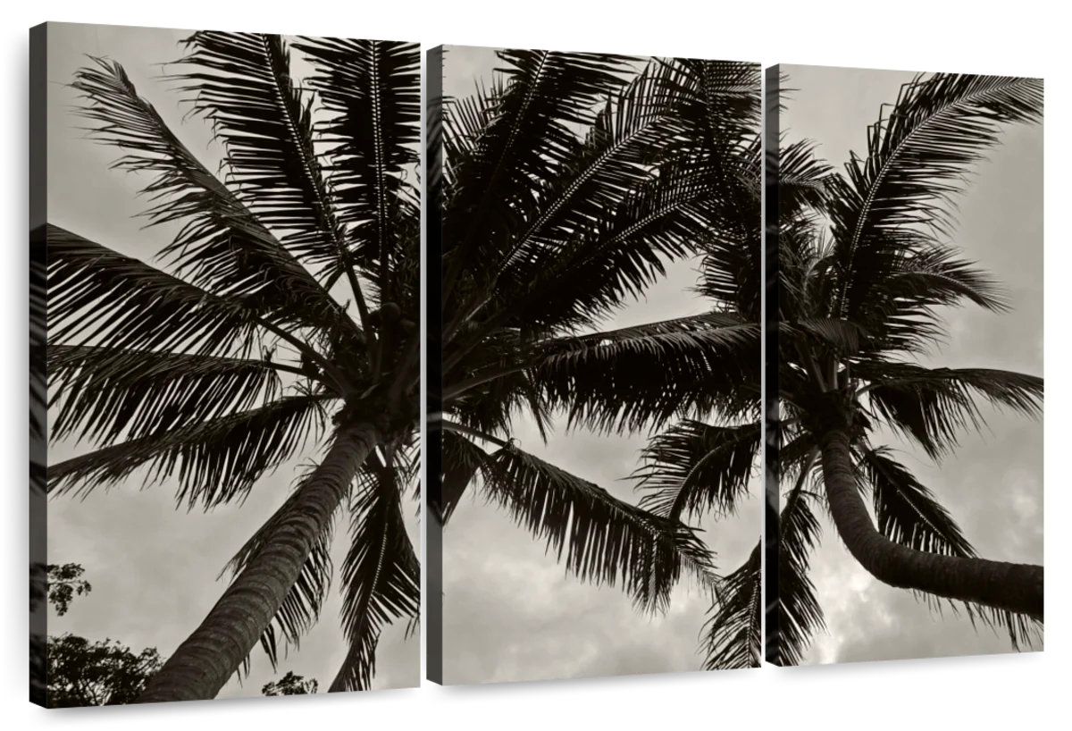 Elephant Stock Palms At Night V | Wayfair