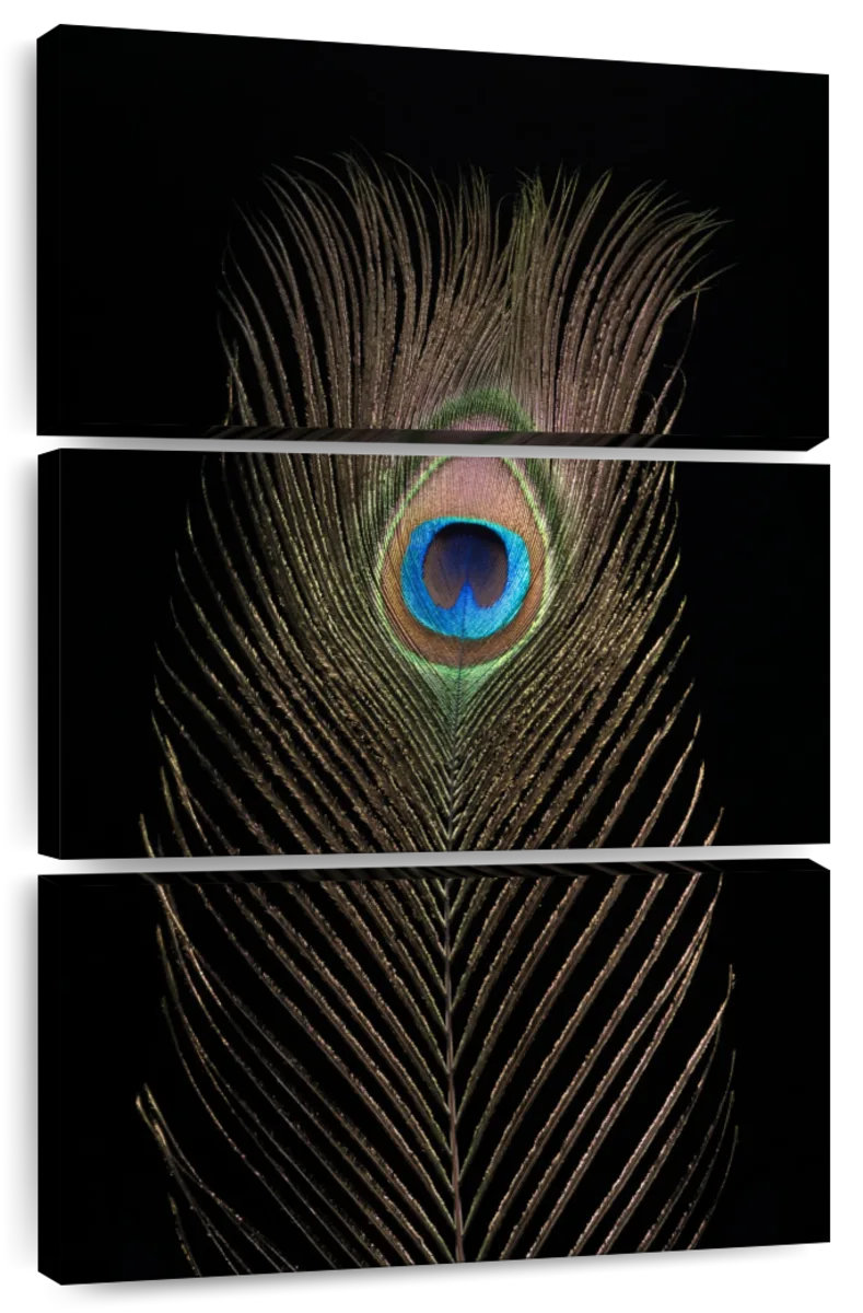 Ebern Designs Brampt Posh Peacock Feather - Wayfair Canada
