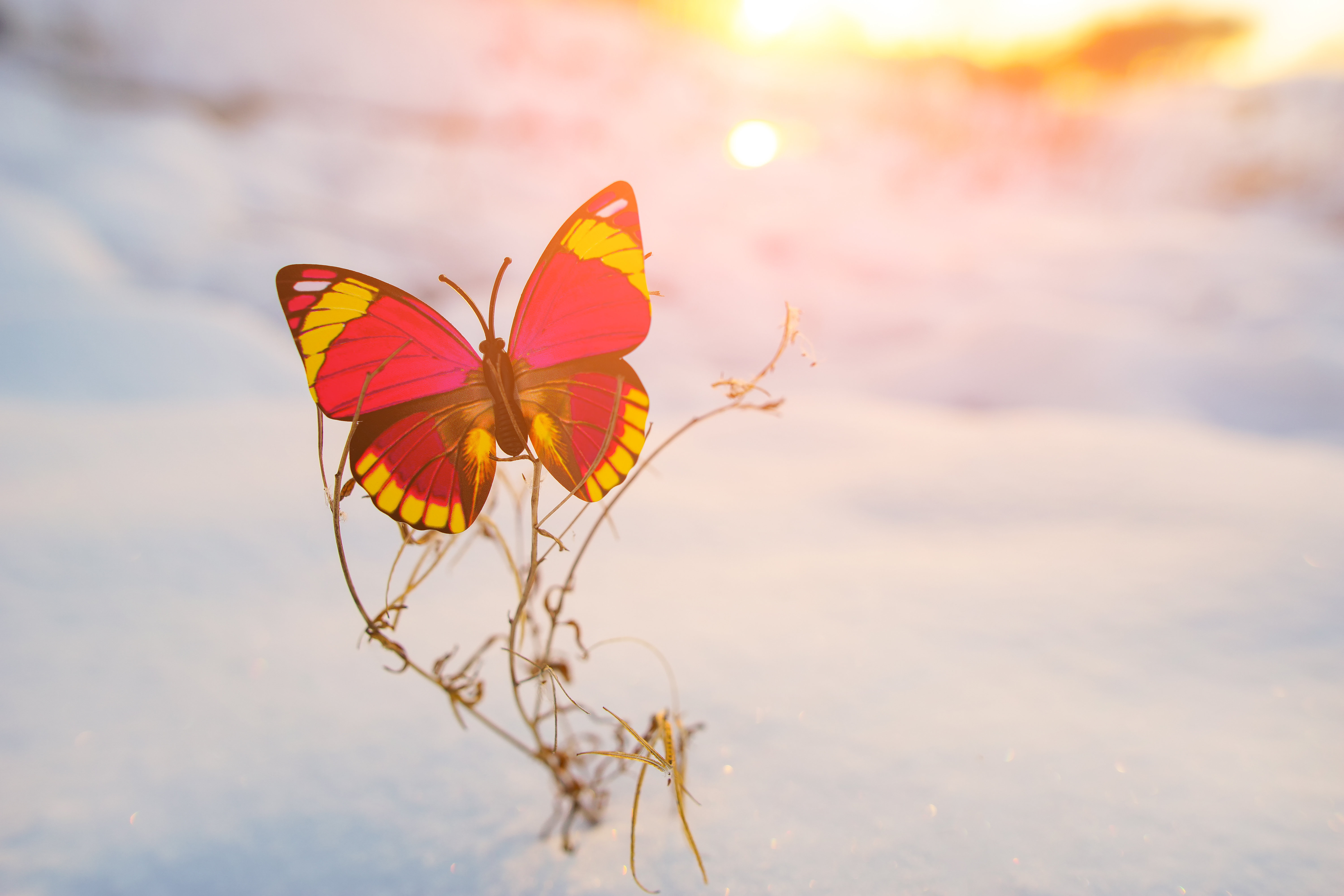 Gracie Oaks Butterflies On The Snow by Asianpeak - Wrapped Canvas ...