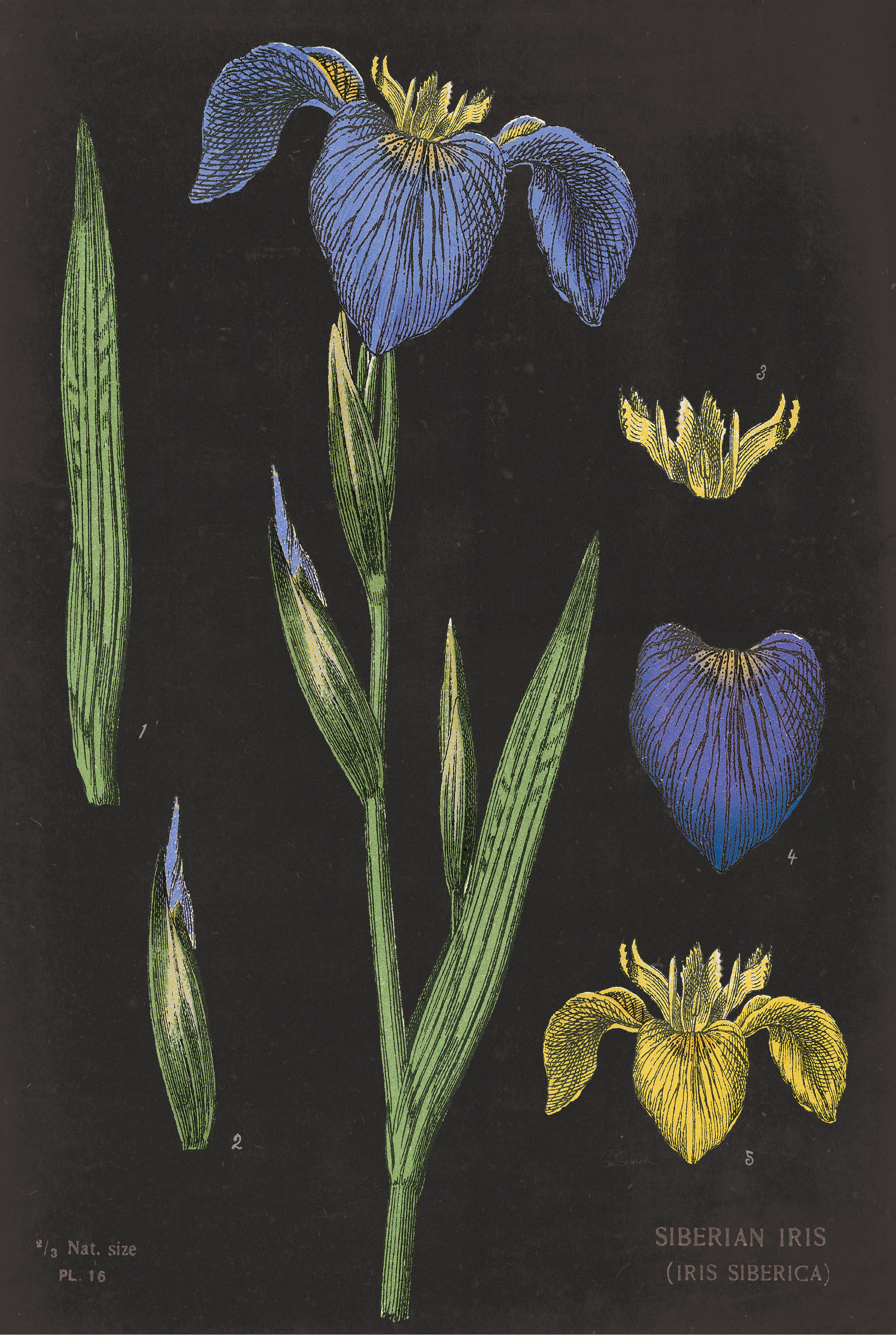 Rosalind Wheeler Iris Chart by Sue Schlabach - Painting Print | Wayfair ...