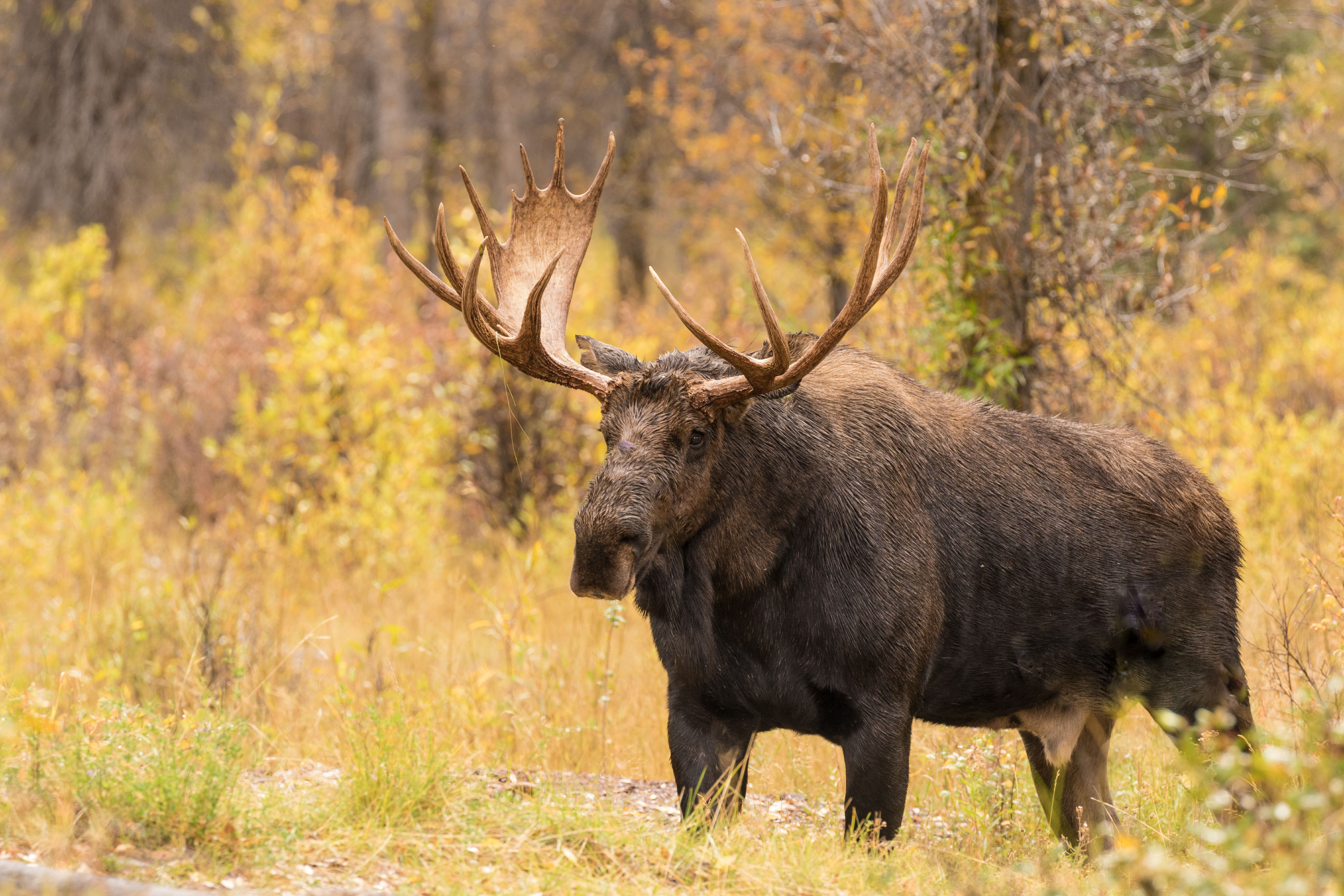 Millwood Pines Bull Moose - Wrapped Canvas Photograph | Wayfair