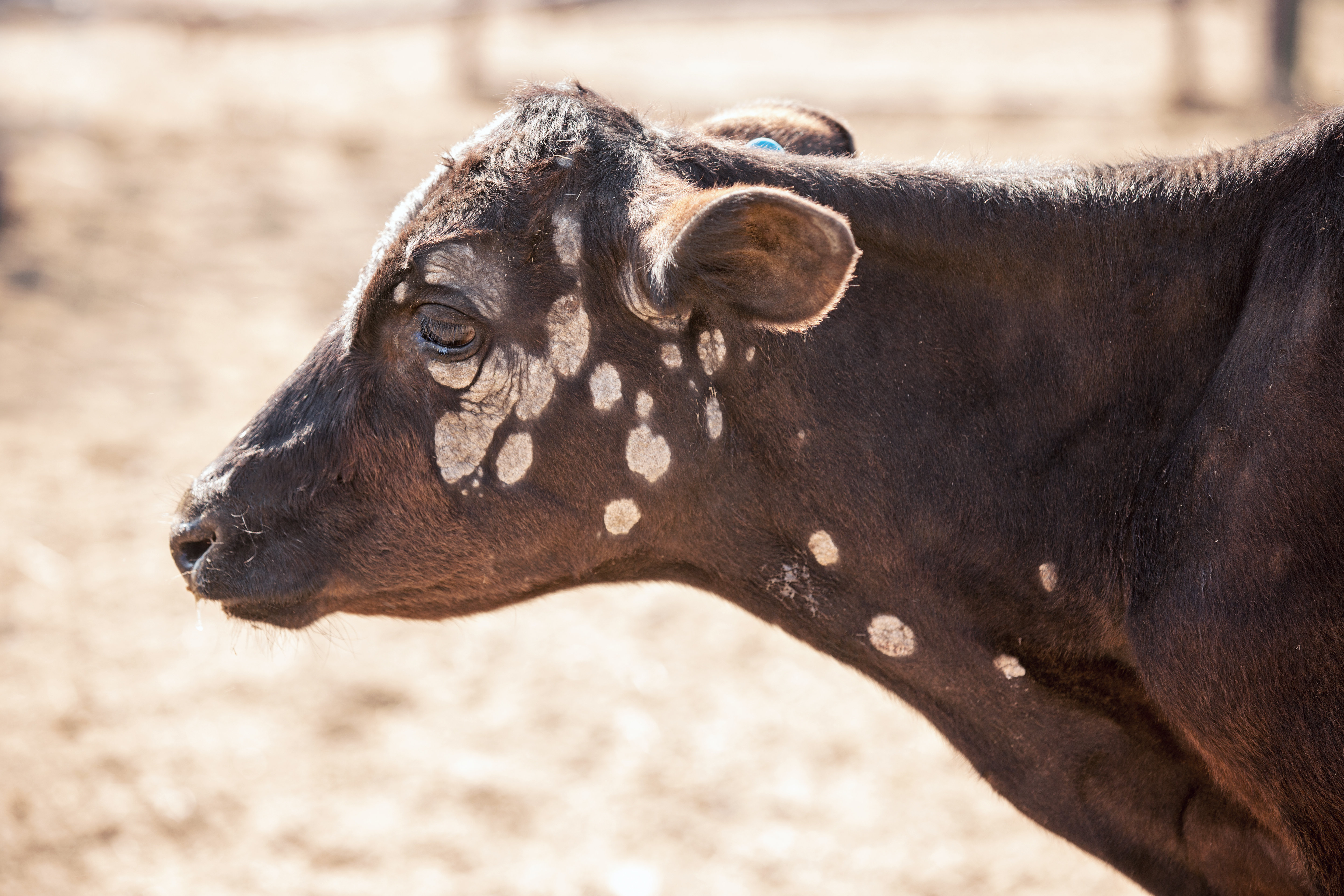 Gracie Oaks Profile of Calf by Ktmoffitt | Wayfair