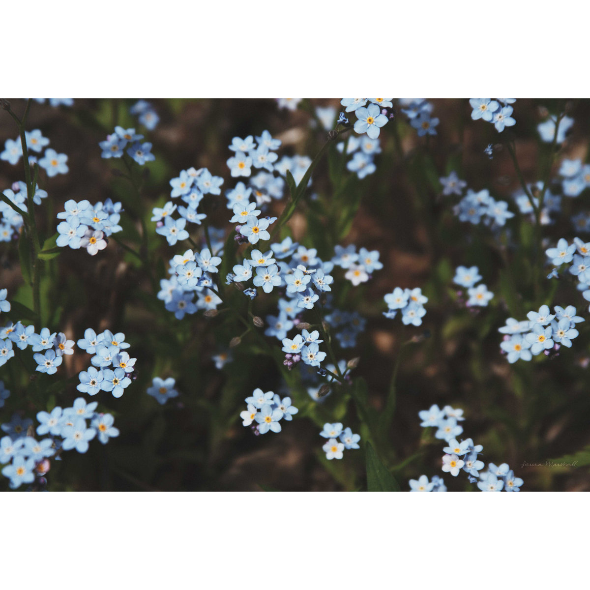 Ebern Designs Forget Me Nots I | Wayfair