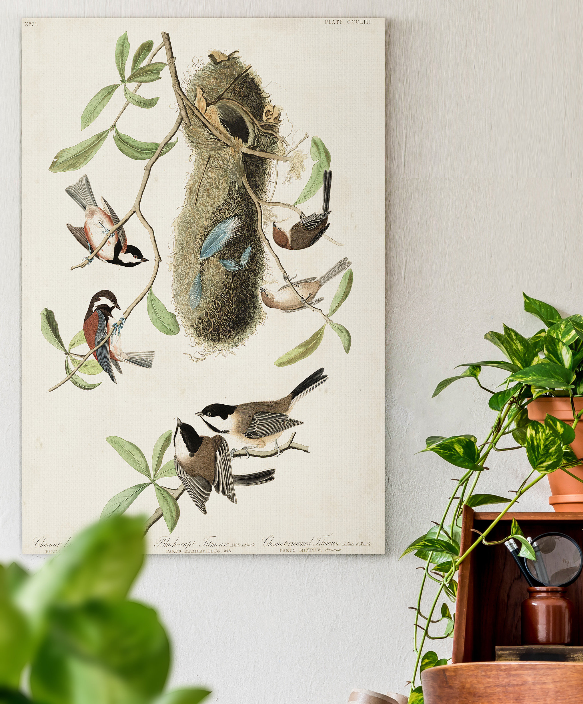 Charlton Home® Pl 353 Black-Capt Titmouse - Wrapped Canvas Print | Wayfair