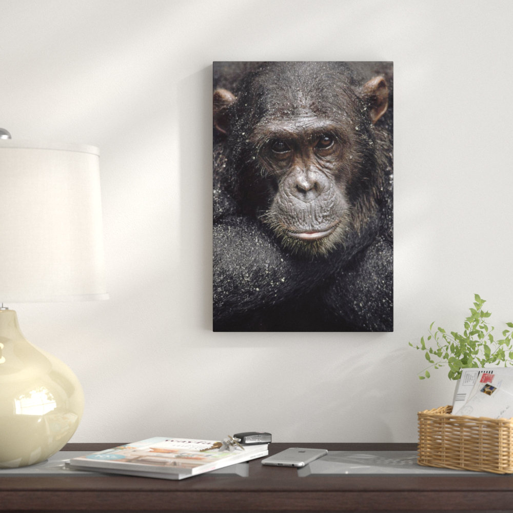 East Urban Home Chimpanzee Named Frodo Covered with Raindrops ...