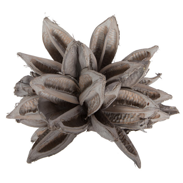 Primrue All Natural Star Pod, Extra Large, Dried 6" Star Pod, Dried ...