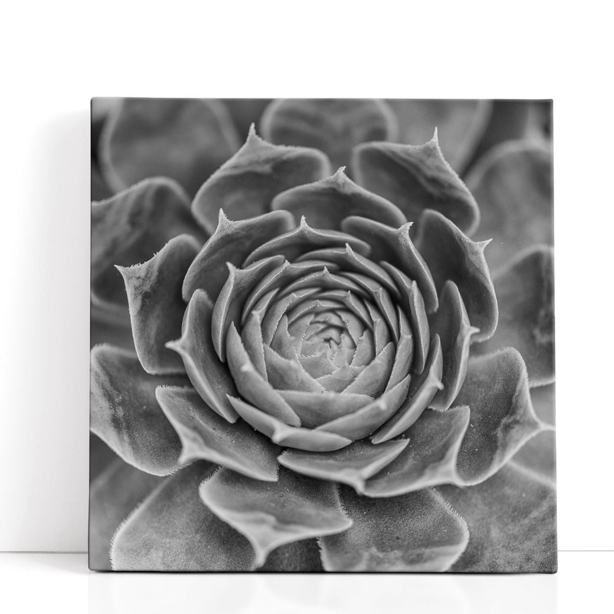 Dakota Fields Succulent Plant - Canvas Print Wall Art | Wayfair