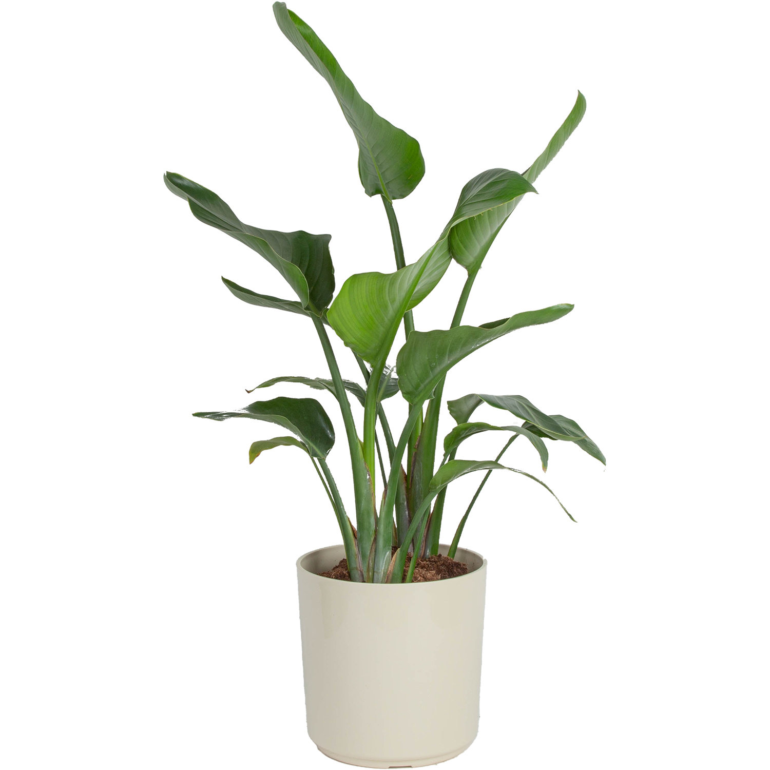 Costa Farms Noah Indoor White Bird of Paradise House Plant in 10-inch ...