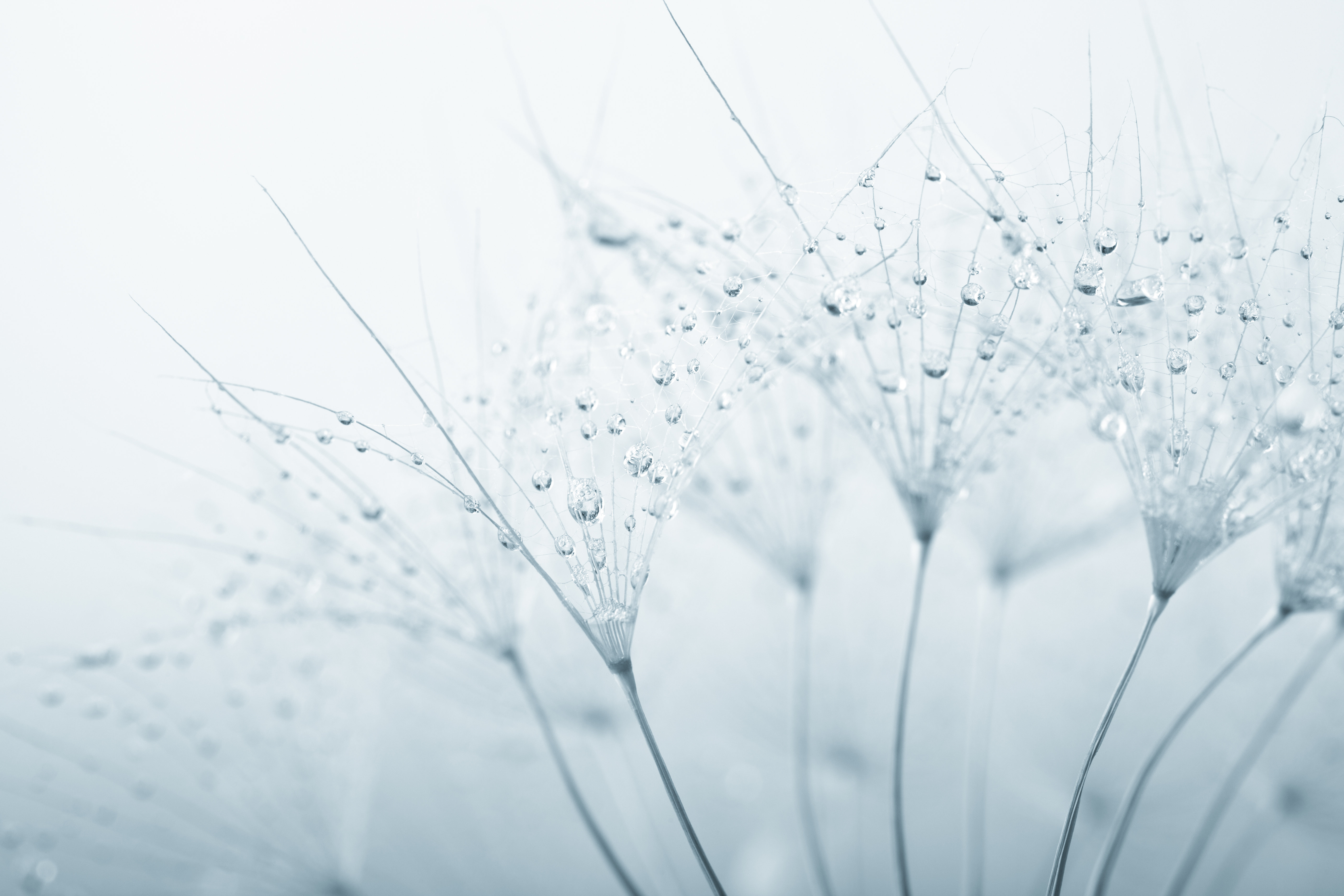 Ebern Designs Dandelion Seed with Water Drops by Jasmina007 | Wayfair