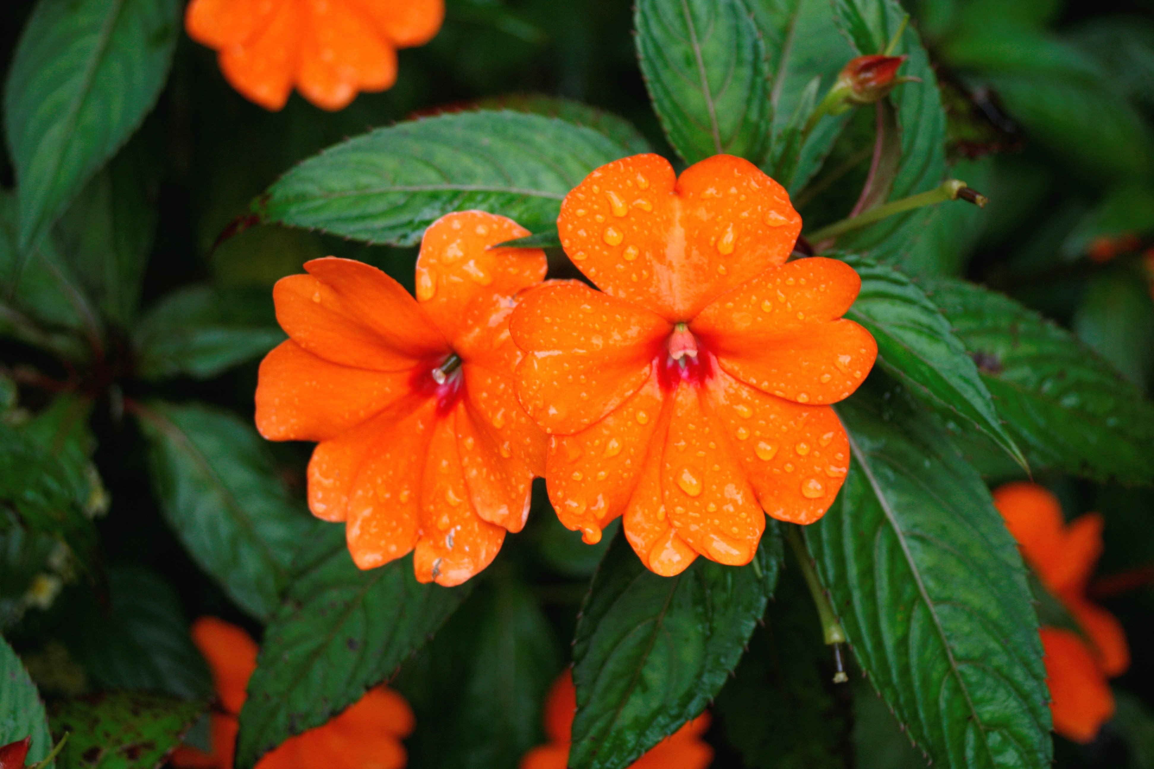 17 Stories Lavona New Guinea Impatiens by L Hamilton - Wrapped Canvas ...