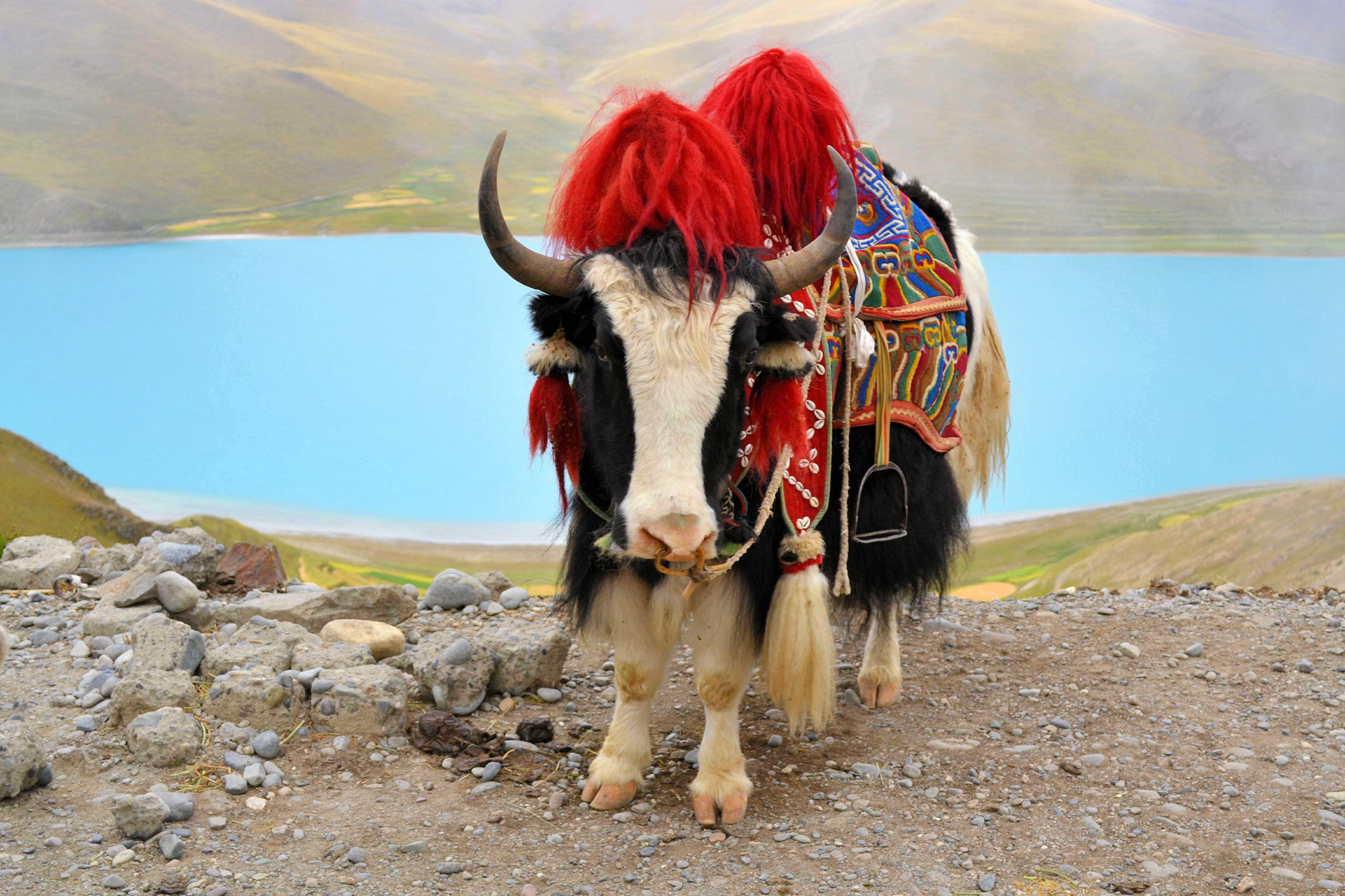 Union Rustic Tibetan Yak - Wrapped Canvas Photograph | Wayfair