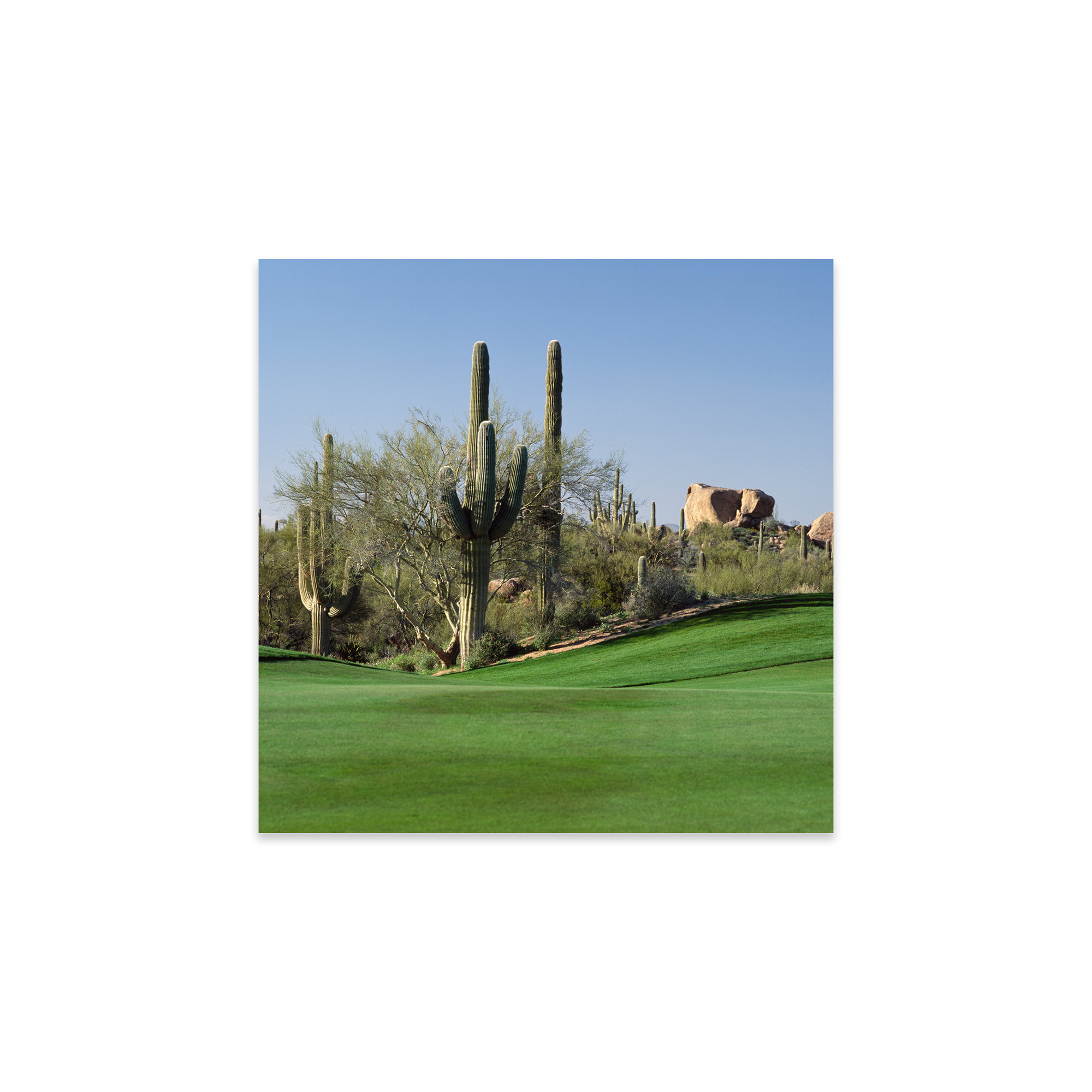 Foundry Select Saguaro Cacti, Troon North Golf Club, Scottsdale ...